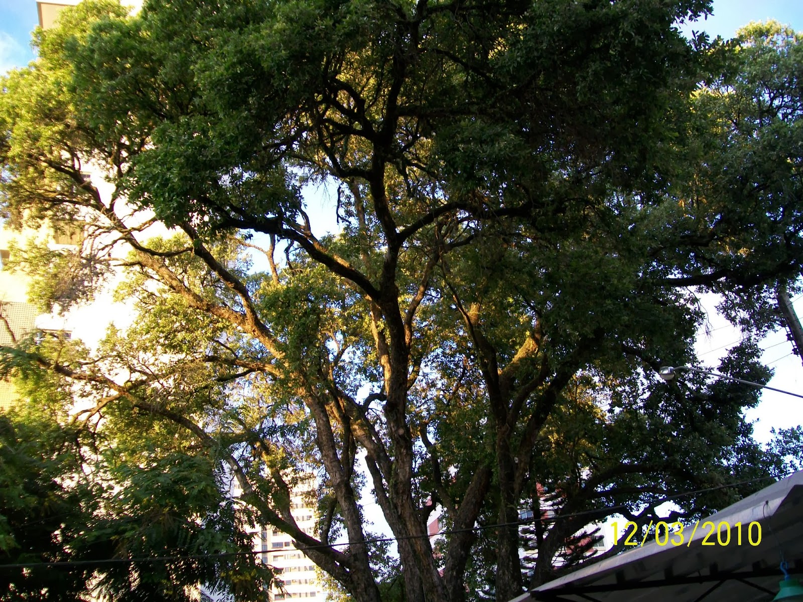 Thelma Regina Siqueira Linhares: sobre o livro A ÁRVORE, de Bartolomeu ...