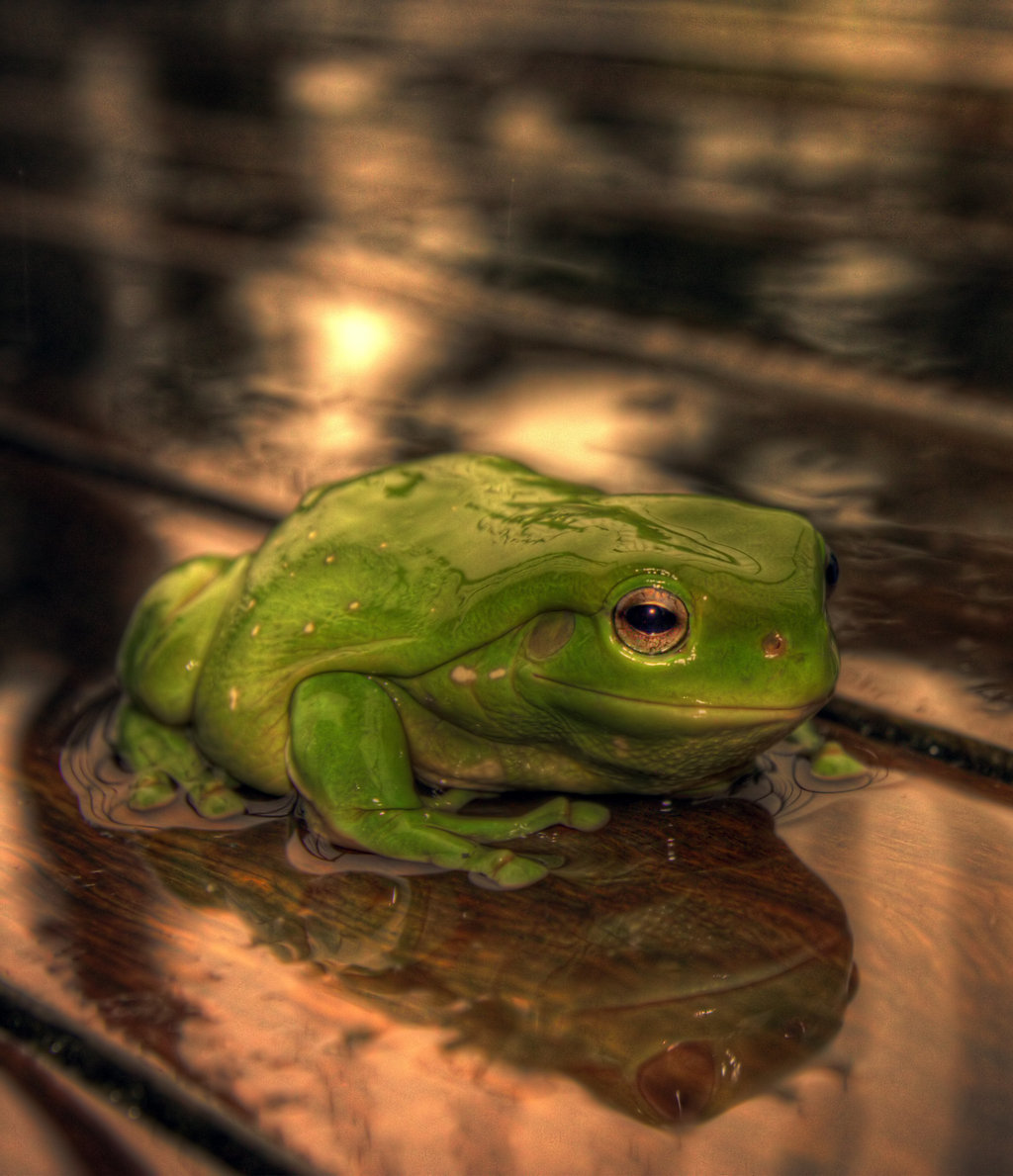 John Likes Pictures.: Frog in the Rain HDR