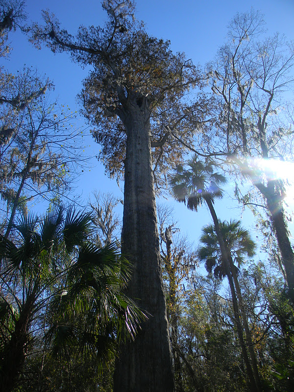 The "Unknown" Florida: Senator - Big Tree Park - Longwood, FL