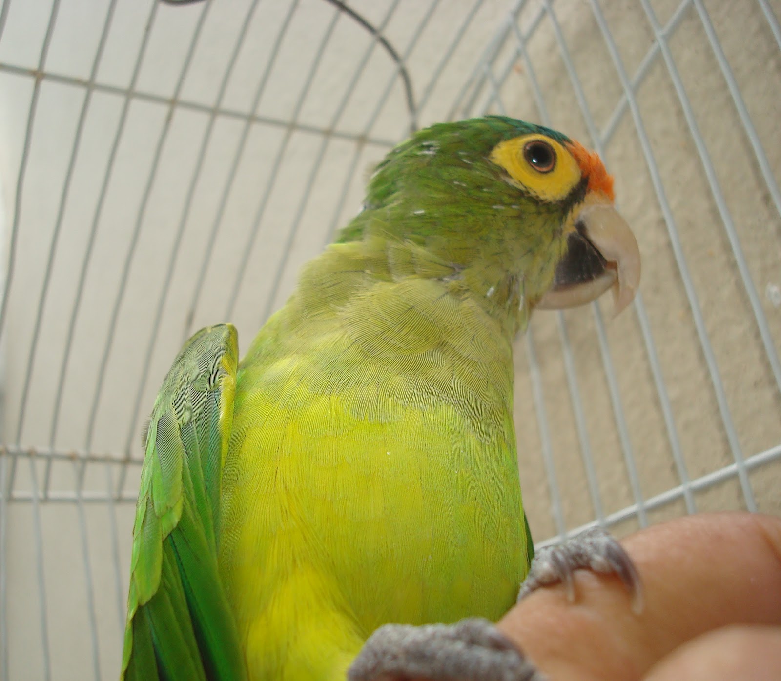 sancarlosfortin: cotorro atolero de visita