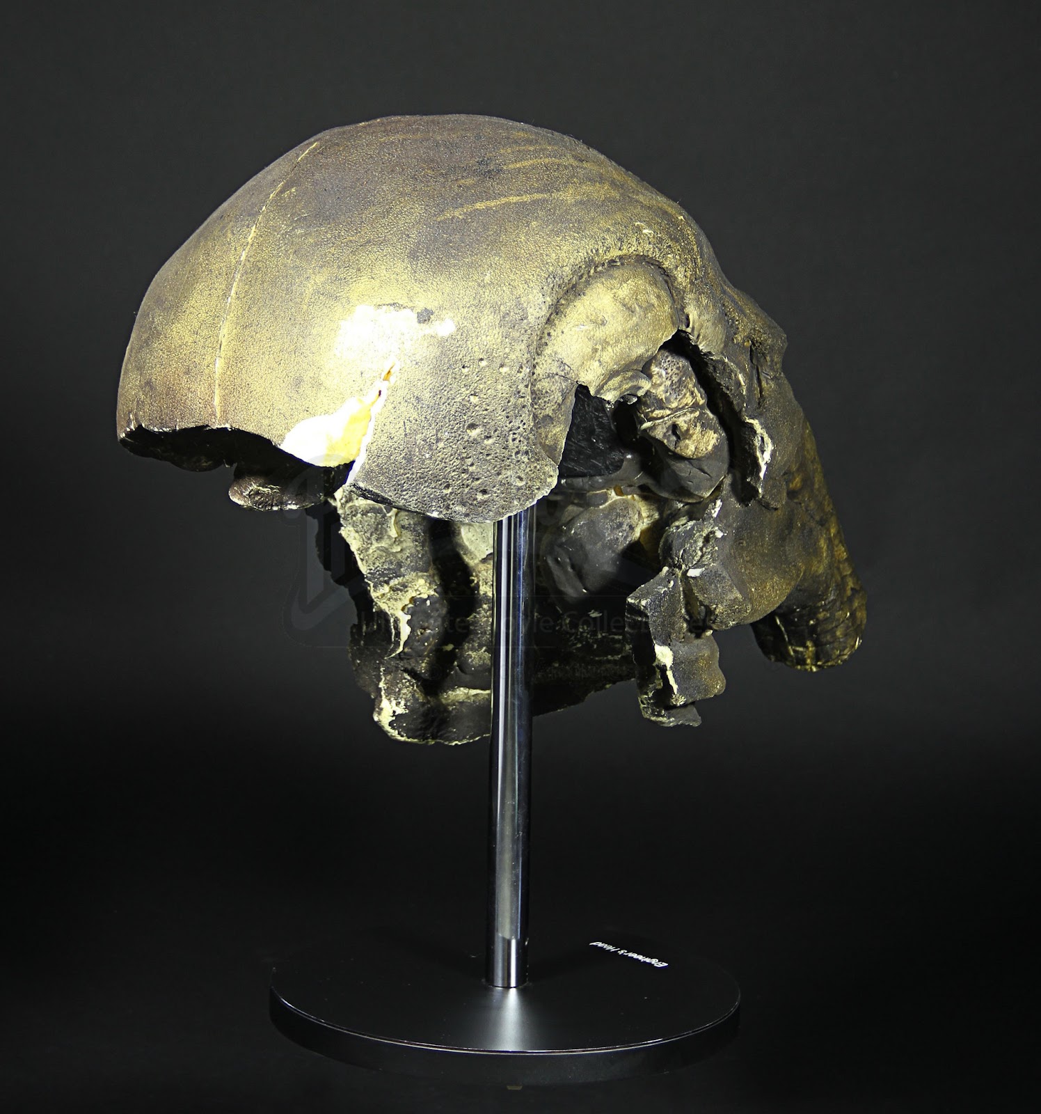 Alien Explorations: Prometheus: Engineer Head