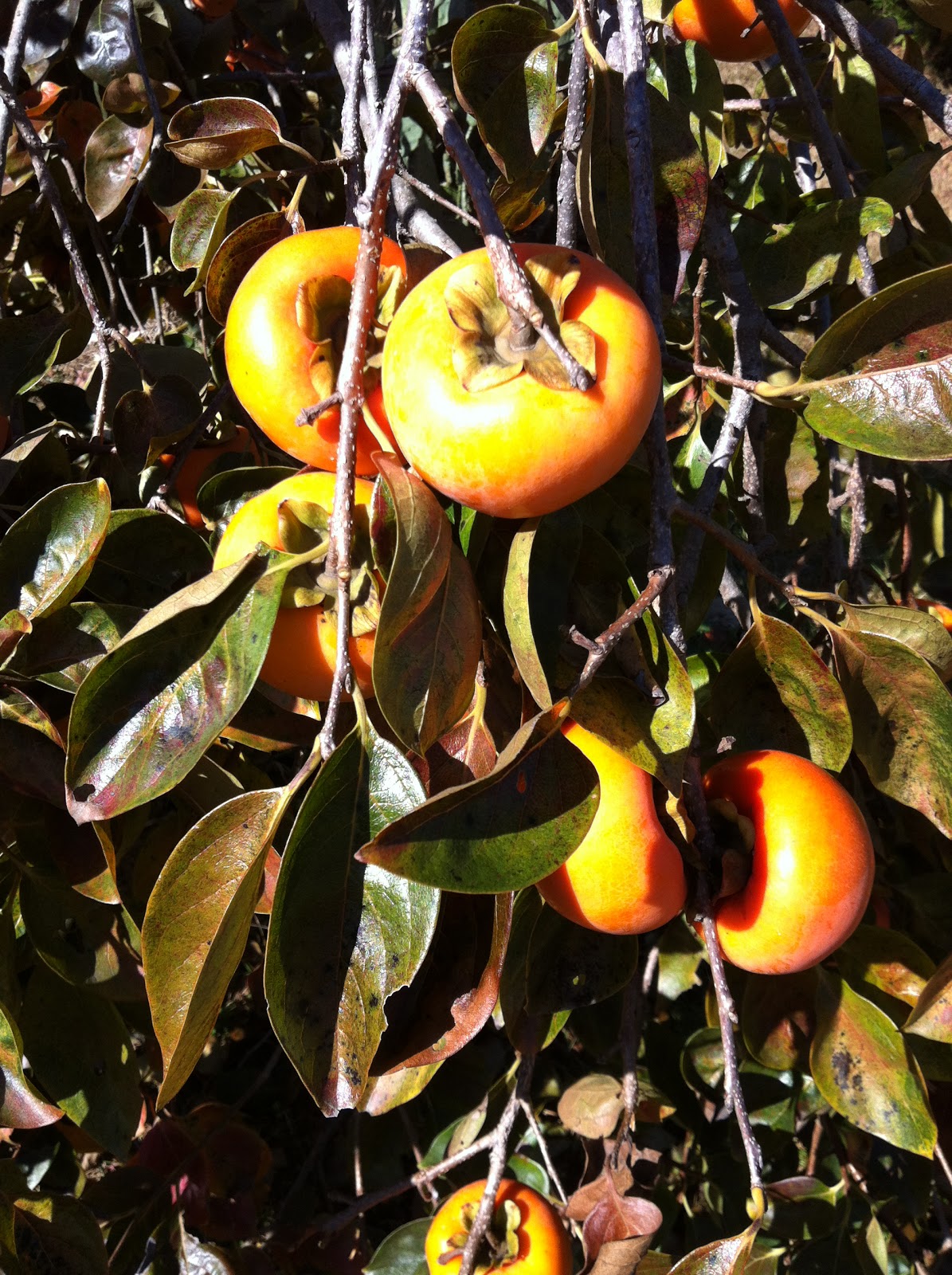 Plant Preview: November 2012