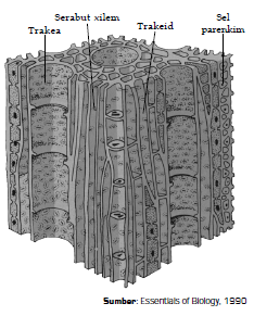 Jaringan Parenkim Kolenkim Sklerenkim Xilem Dan Floem