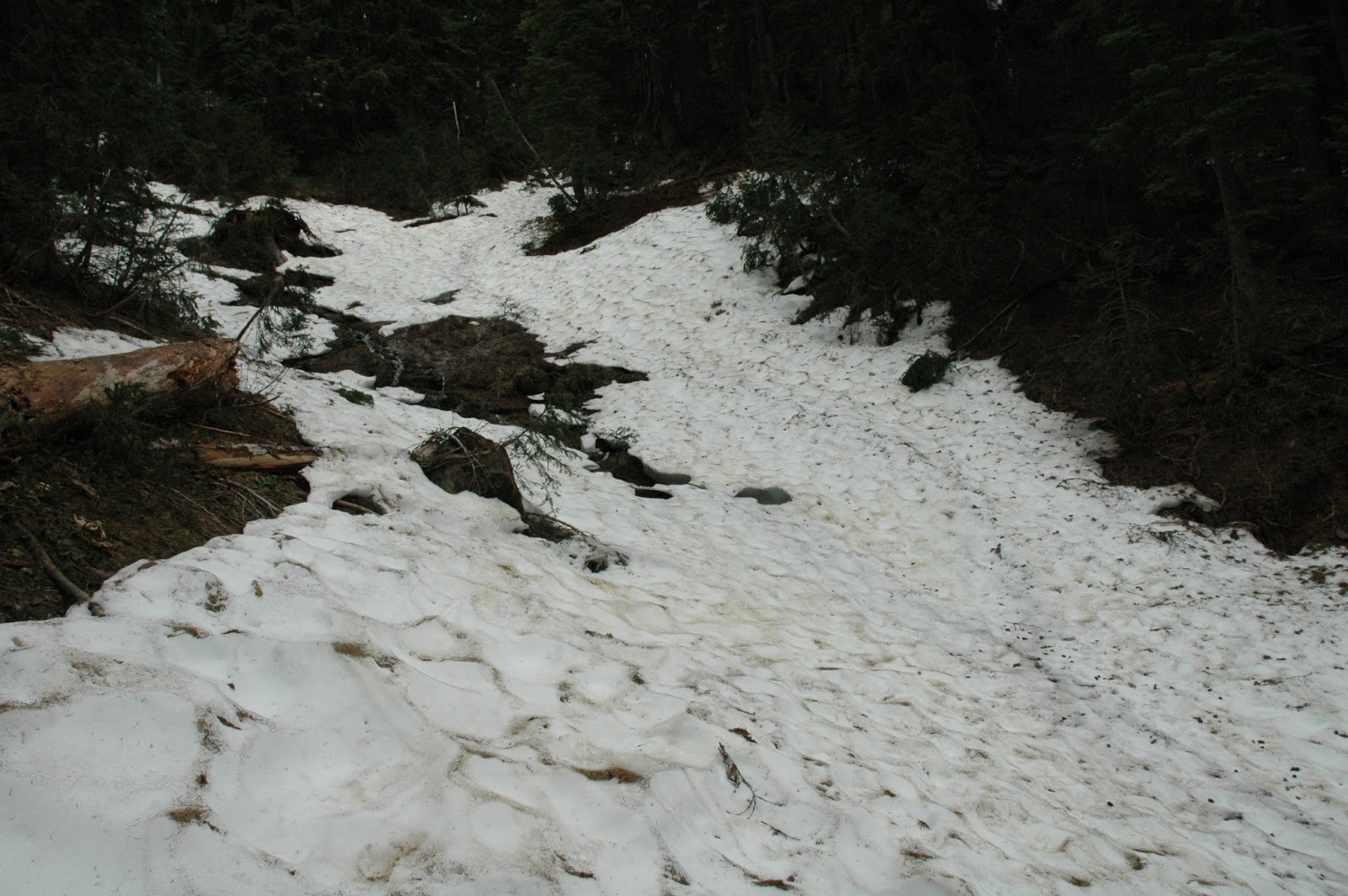 Cascade Houses; Fungus Among Us; Deadfall; A Tricky Bridge; Stopped by ...