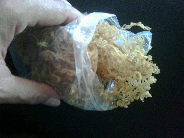 Rumput Laut Indonesia: Edible seaweed from Nunukan