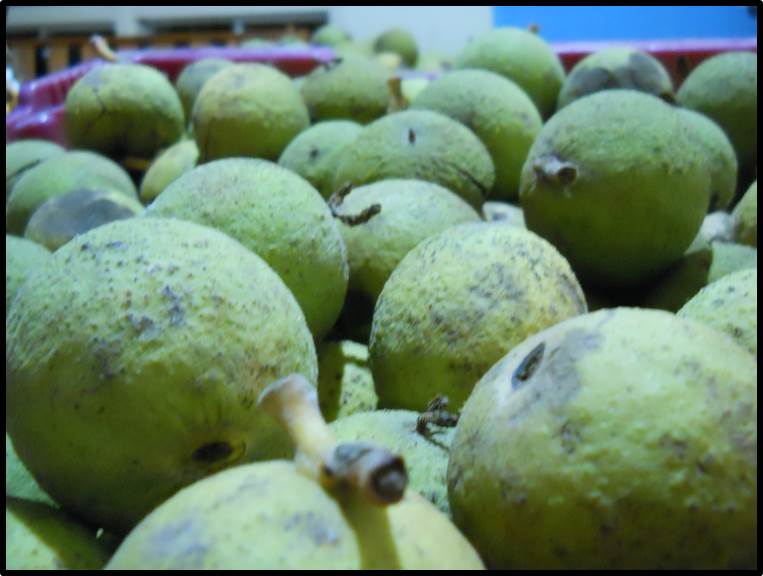 Savoir-faire à conserver: Noyer noir: Parfois on peut être aveugle ...