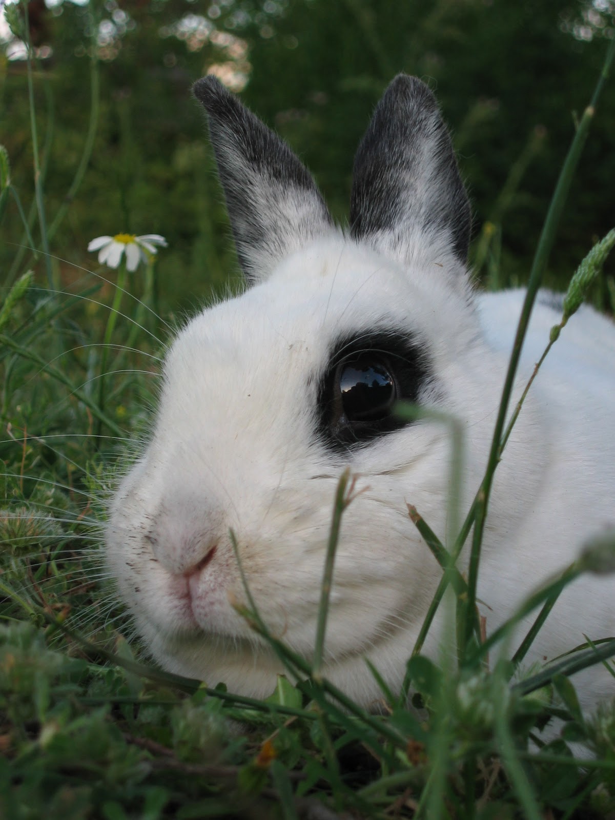 EL HUERTO DE CHOLO MORATALLA: LA HISTORIA DE PANDA