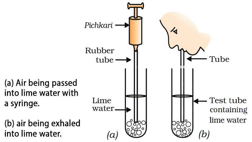 6. Life Processes | Class 10 CBSE | Web Notes | Part 3 | Respiration