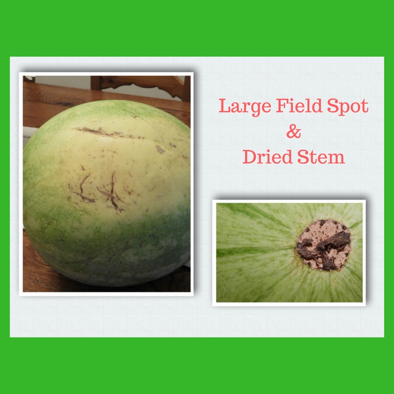 Foodie Friday-What do you look for in a Watermelon? Tips to Selecting ...