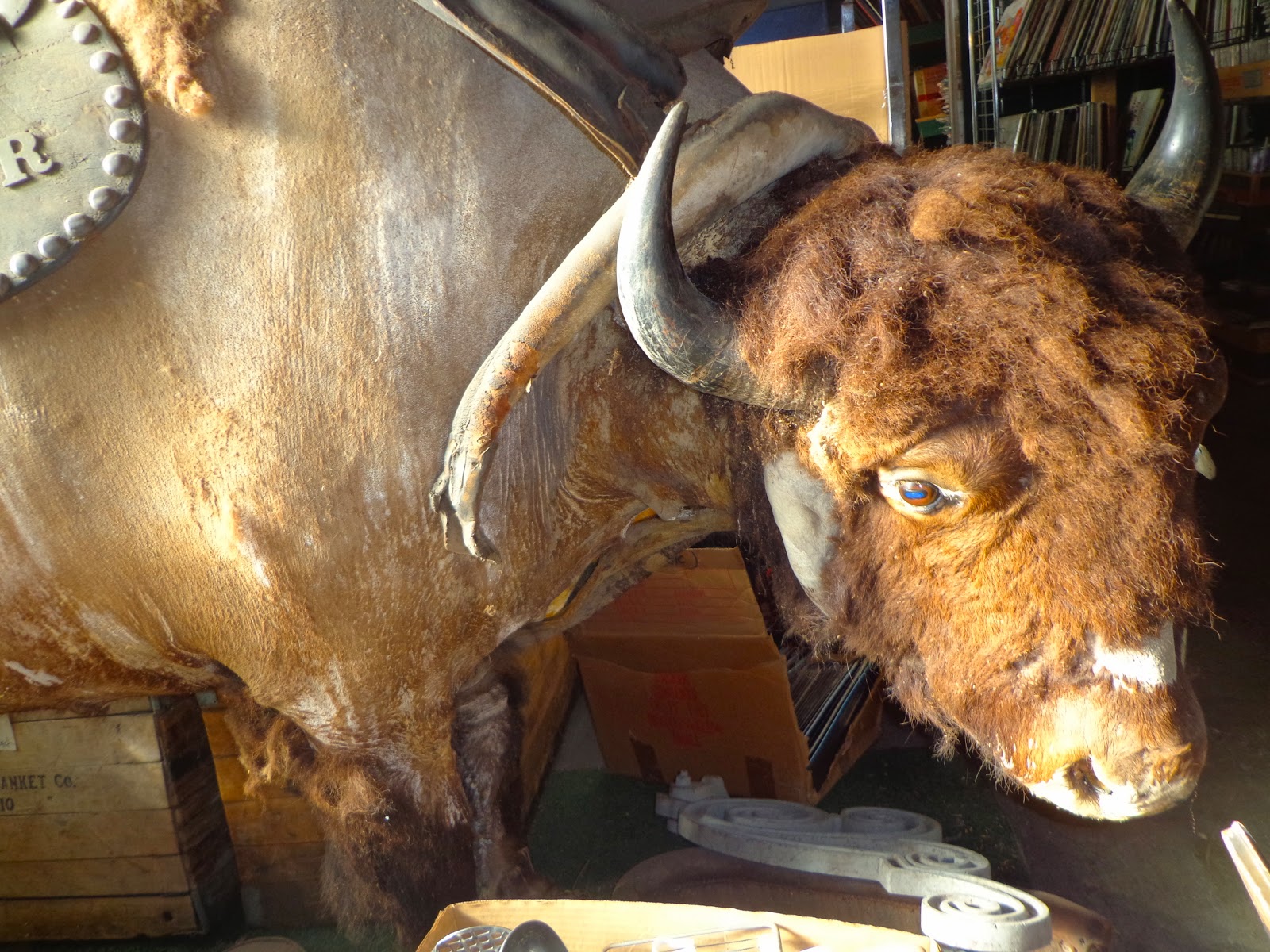 Pocketful of Ginch: Buffalo Remains and the Saddest Piñata in the World