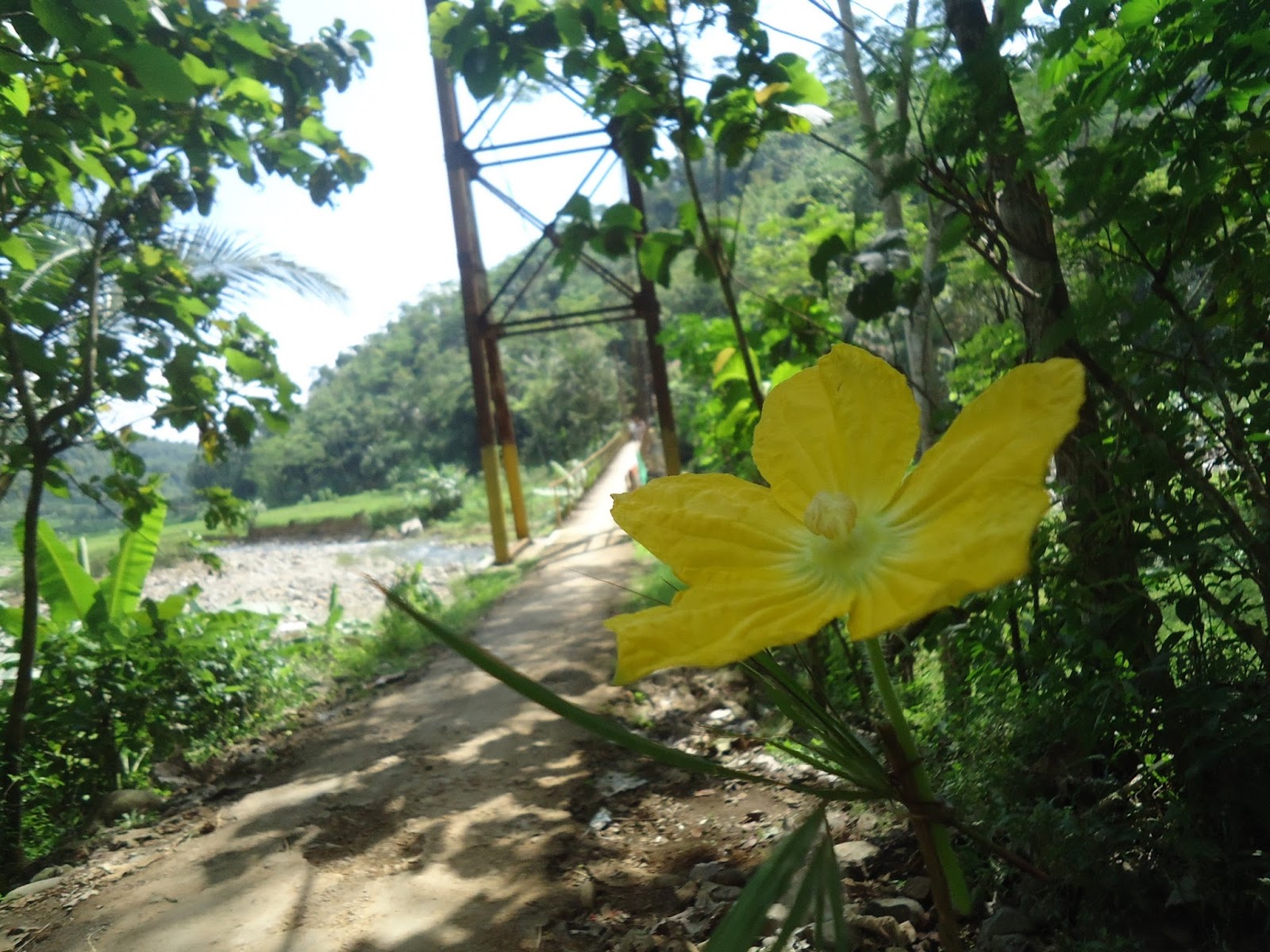 Wallpaper Bunga Labu Kuning di Bukit Menoreh - Rumah Daun Muda