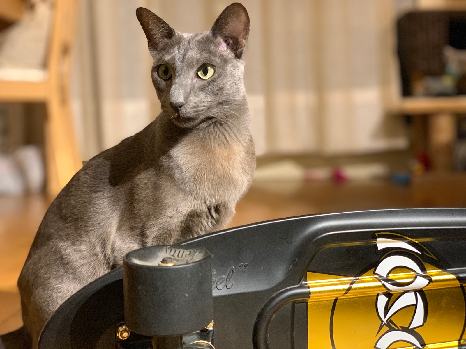 Loki fait du... skateboard