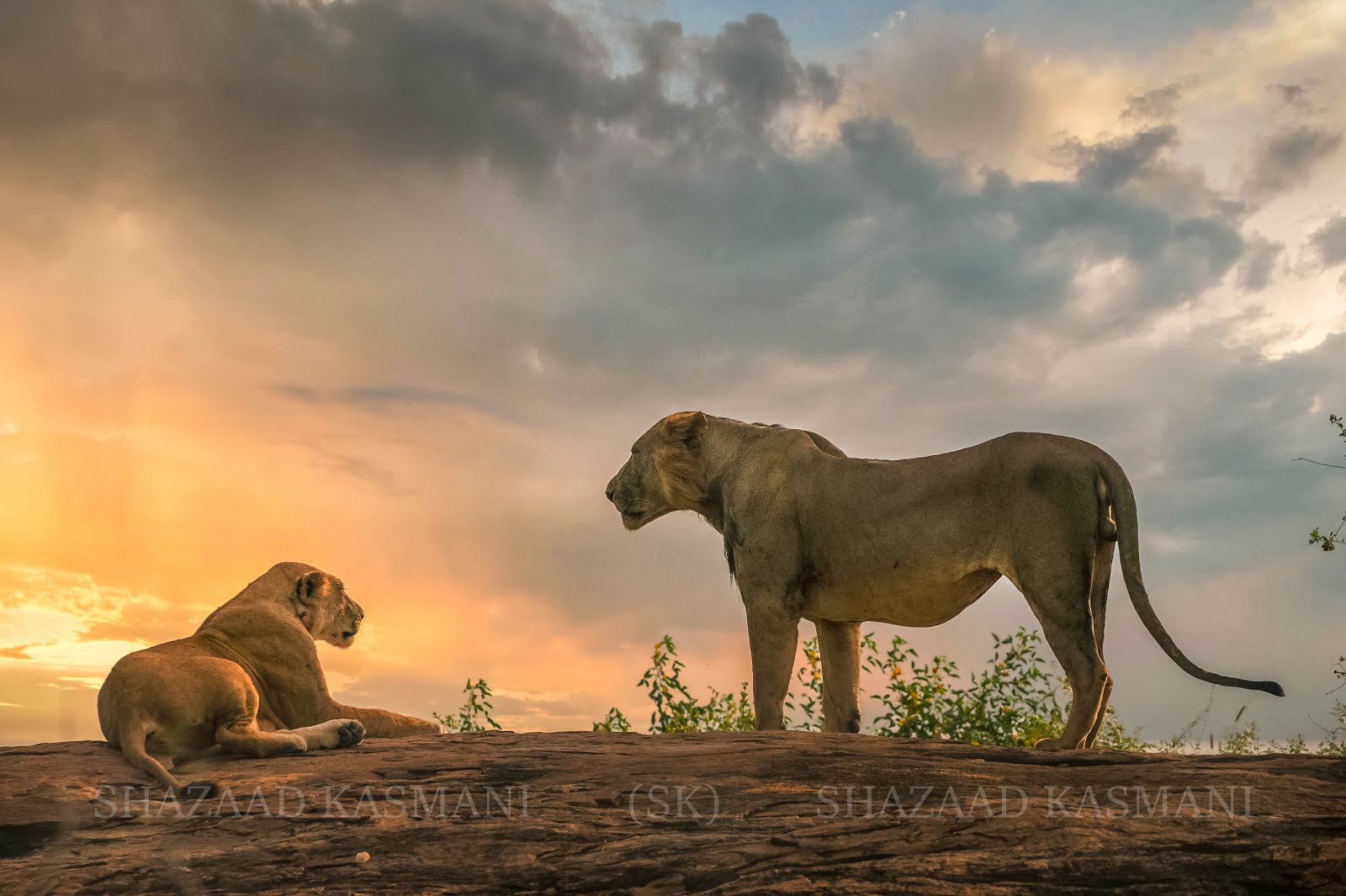 WILD KENYA SAFARIS - Kenya Safaris, Diani Beach Safaris, Mombasa ...