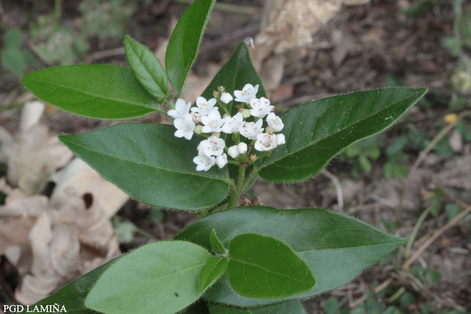 VIBURNUM TINUS. barbadija o durillo.