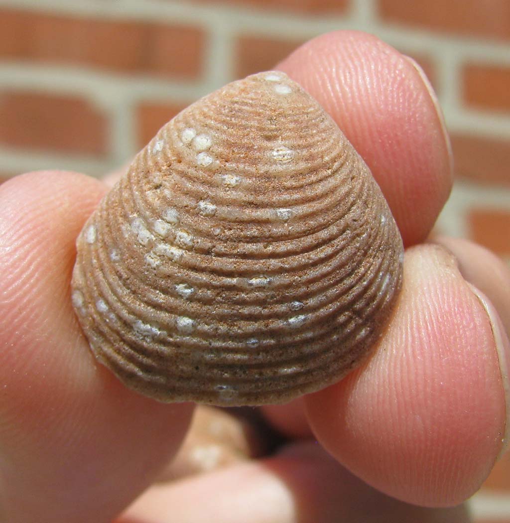 Views of the Mahantango: An agatized pelecypod from the Genus Astarte ...