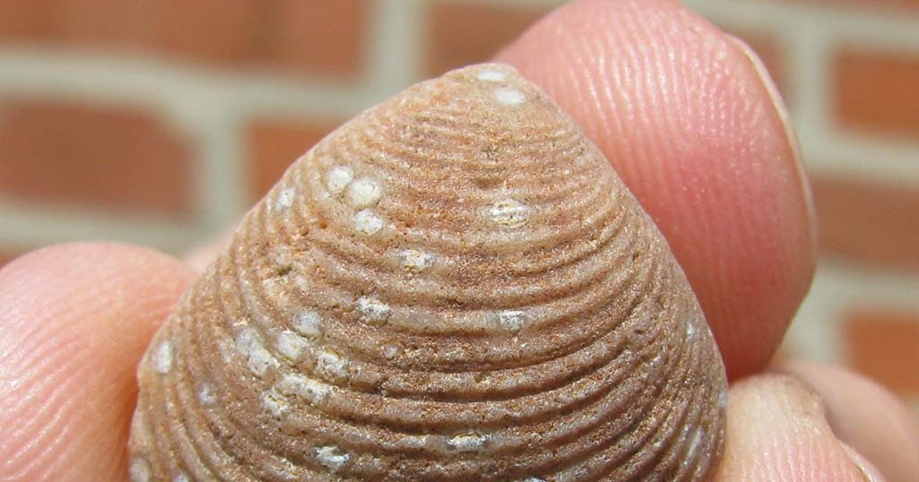 Views of the Mahantango: An agatized pelecypod from the Genus Astarte ...