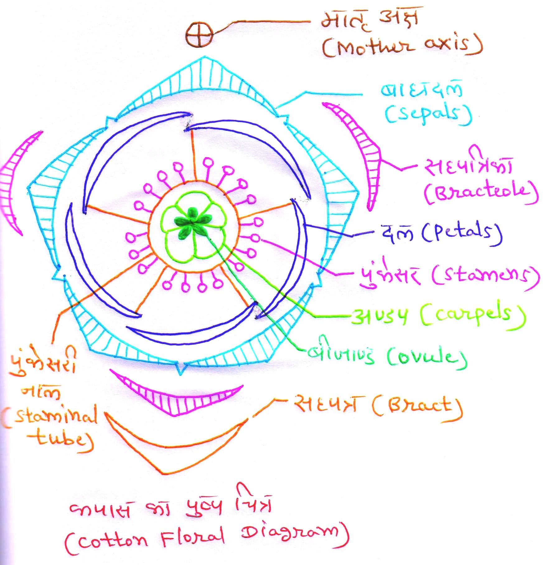 Cotton Crop Improvement