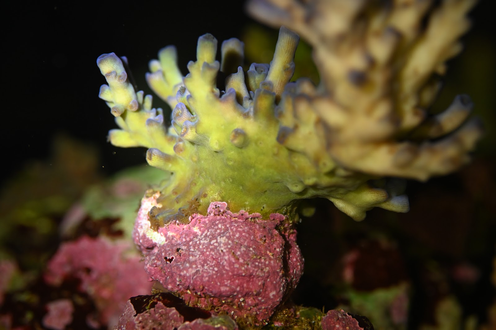 Black Bugs - An Acro keepers worst nightmare? | Page 5 | Reef2Reef