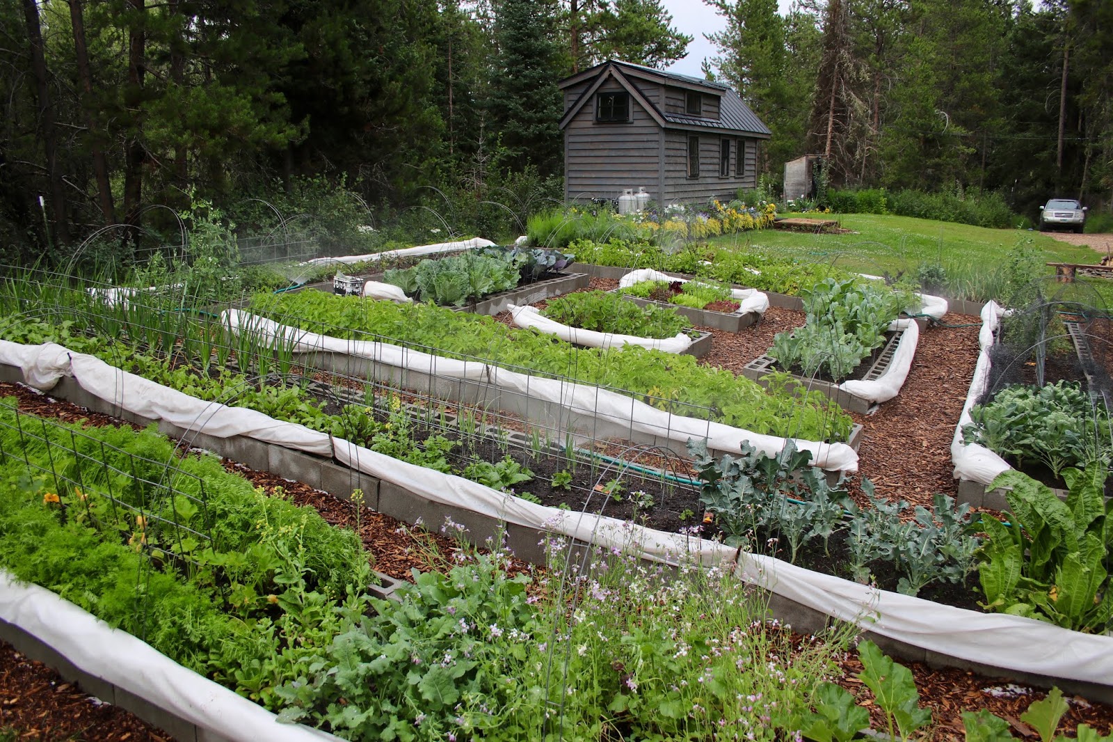Fy Nyth...: Tiny House Garden - Is the Gopher Proofing Working?