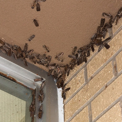 FOCUS on Entomology: Miller Moth Deluge Near