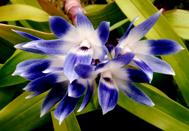 OrchidCraze: Black and Blue..