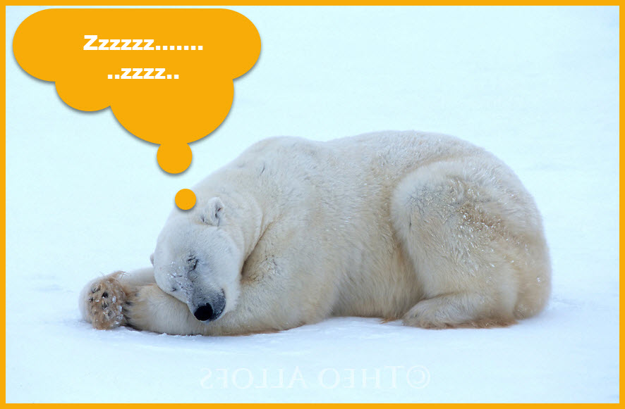 What is meant by Hibernation and estivation?