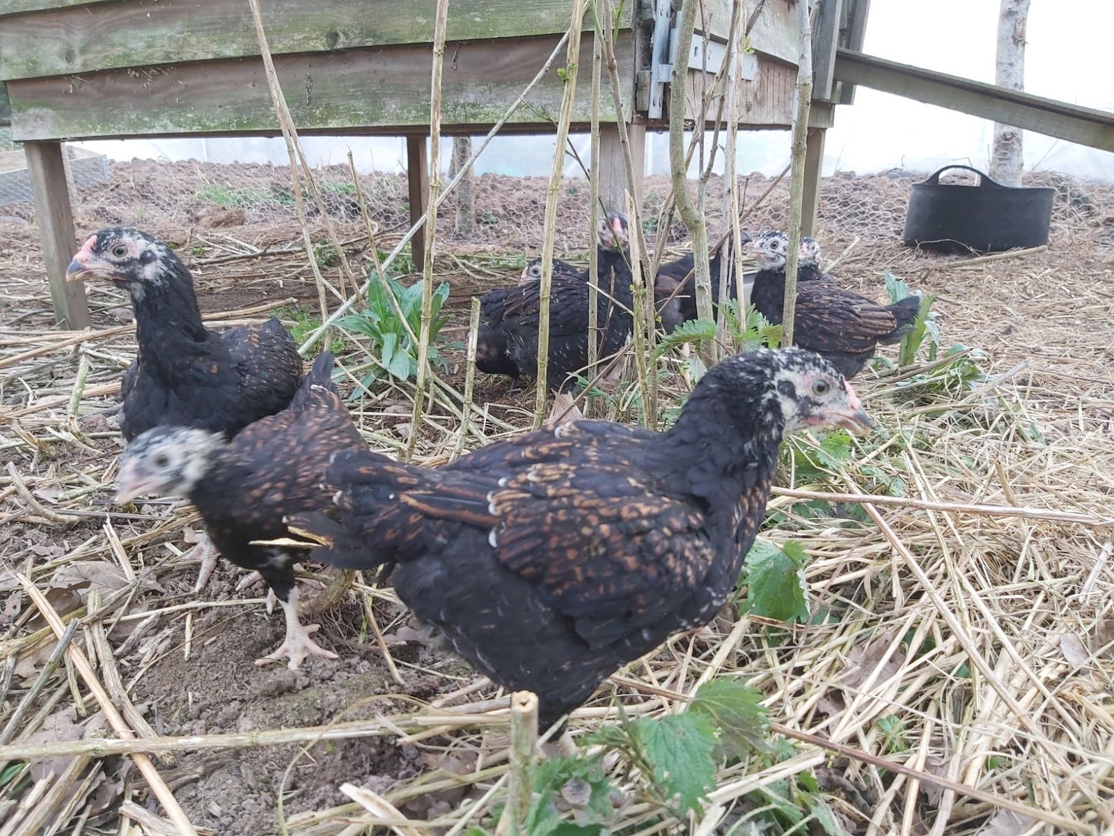 An English Homestead: Indian Game Chickens In Their New Pen