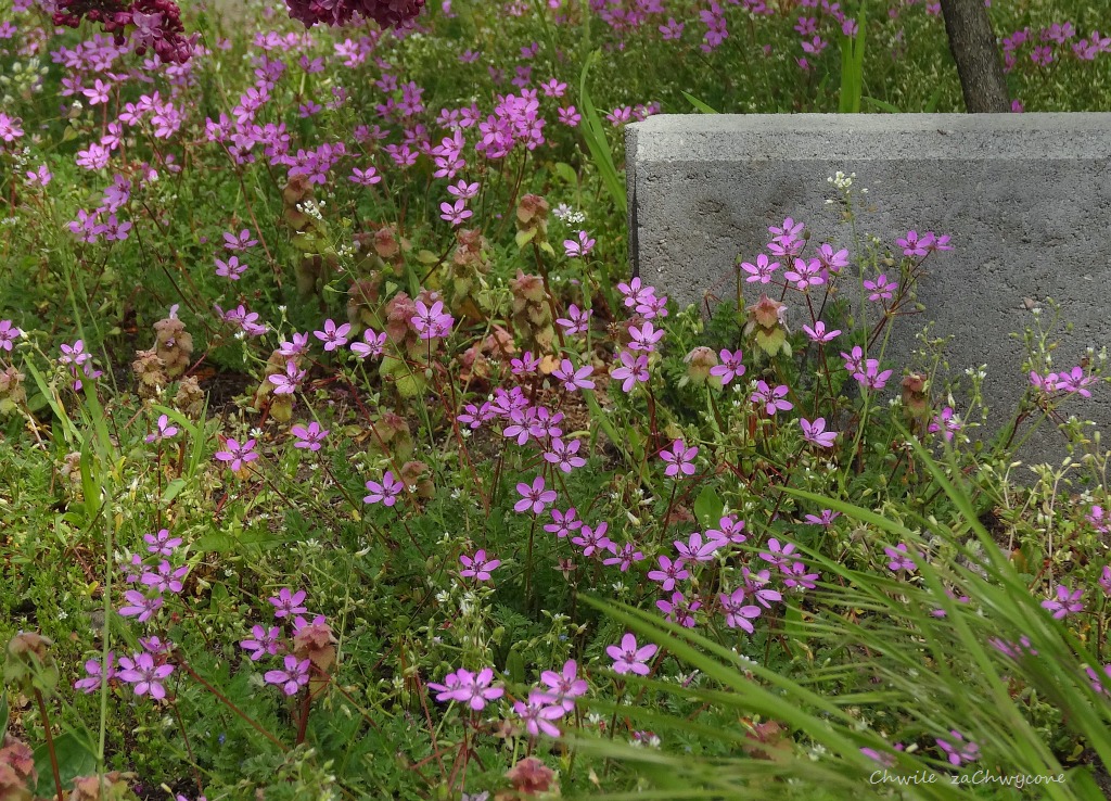 Chwile zaChwycone: Bociani nosek, iglica pospolita
