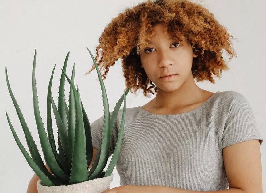 Todo sobre la sábila: Aprende de sus orígenes, procedencias y usos ...