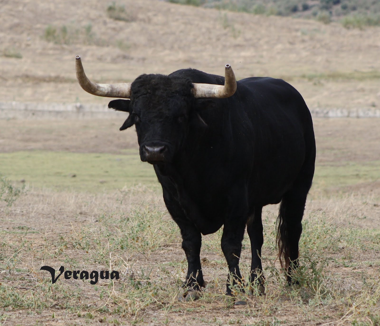Encastes Bravos: Toros del Conde de la Corte, temporada 2012