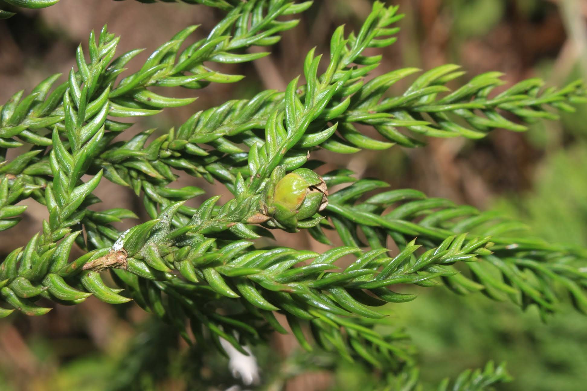 Taiwania cryptomerioides Hayata