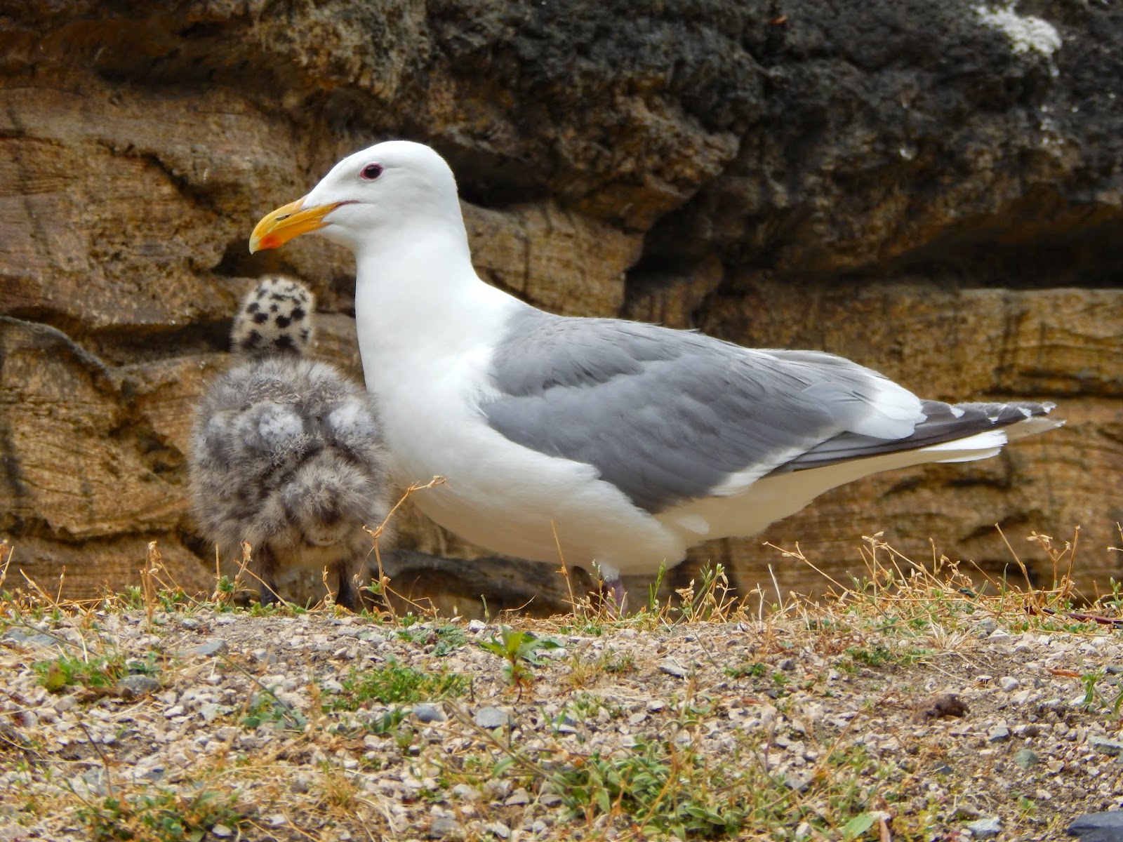 Life here: Baby Gull