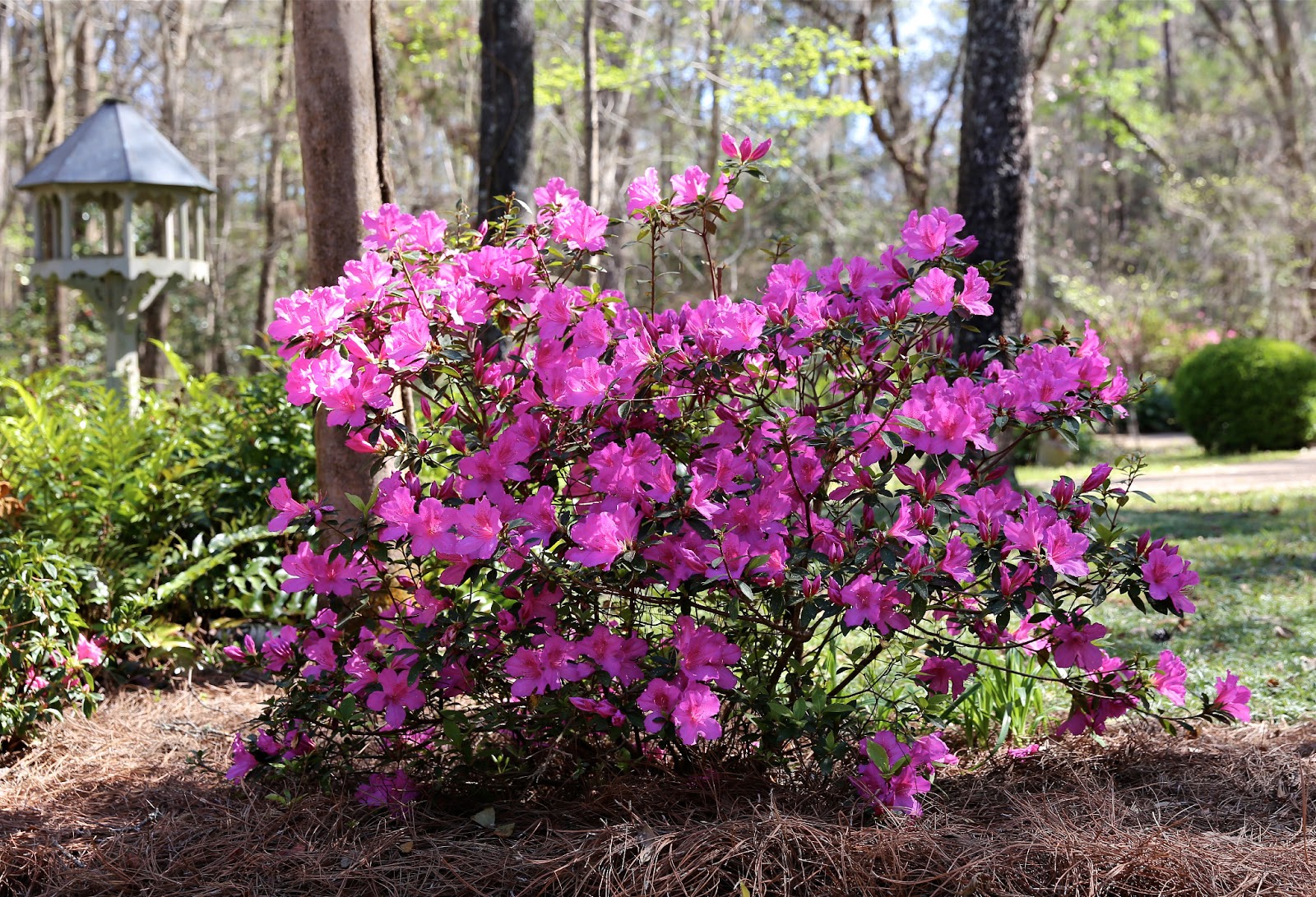 Sweet Southern Days: More Springtime Azaleas