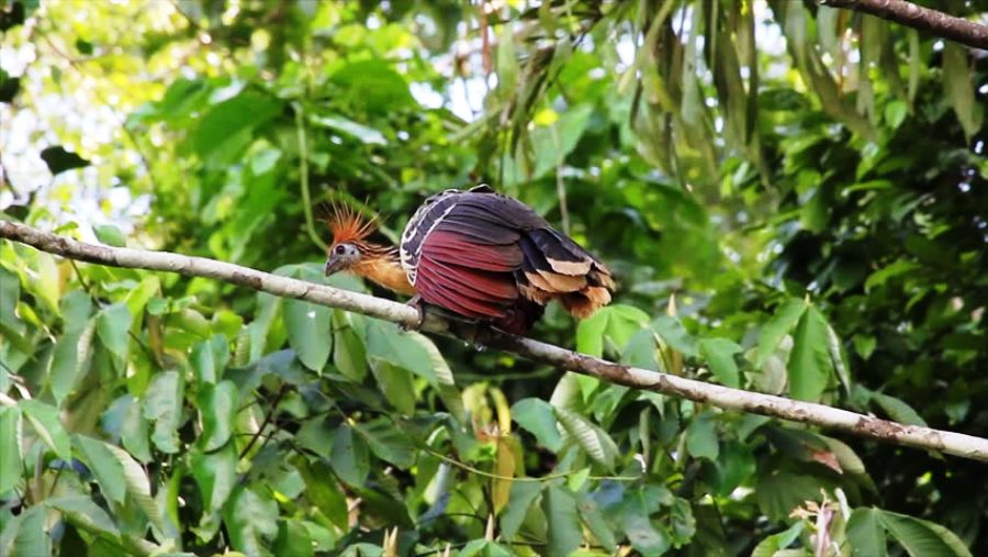 HOATZIN photos-wallpapers | the fun bank