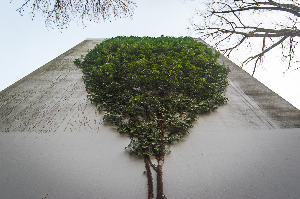 pb fotografie: The two-dimensional tree