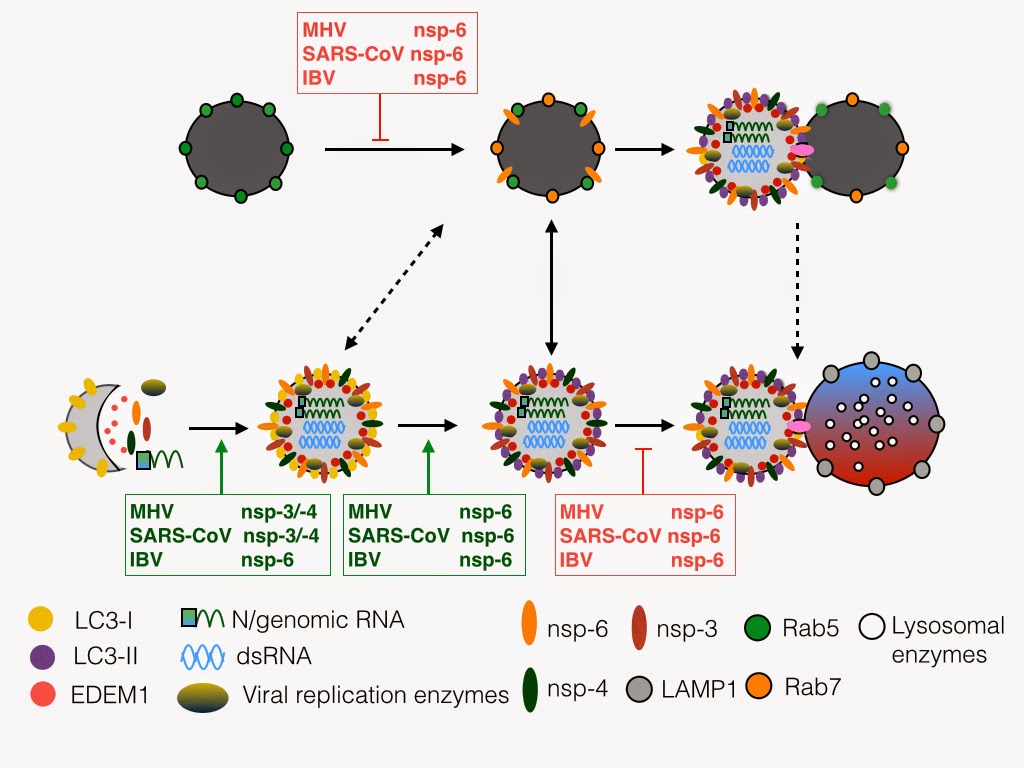 Virology tidbits: Coronavirus nsp-6 and the inhibition of autophagy