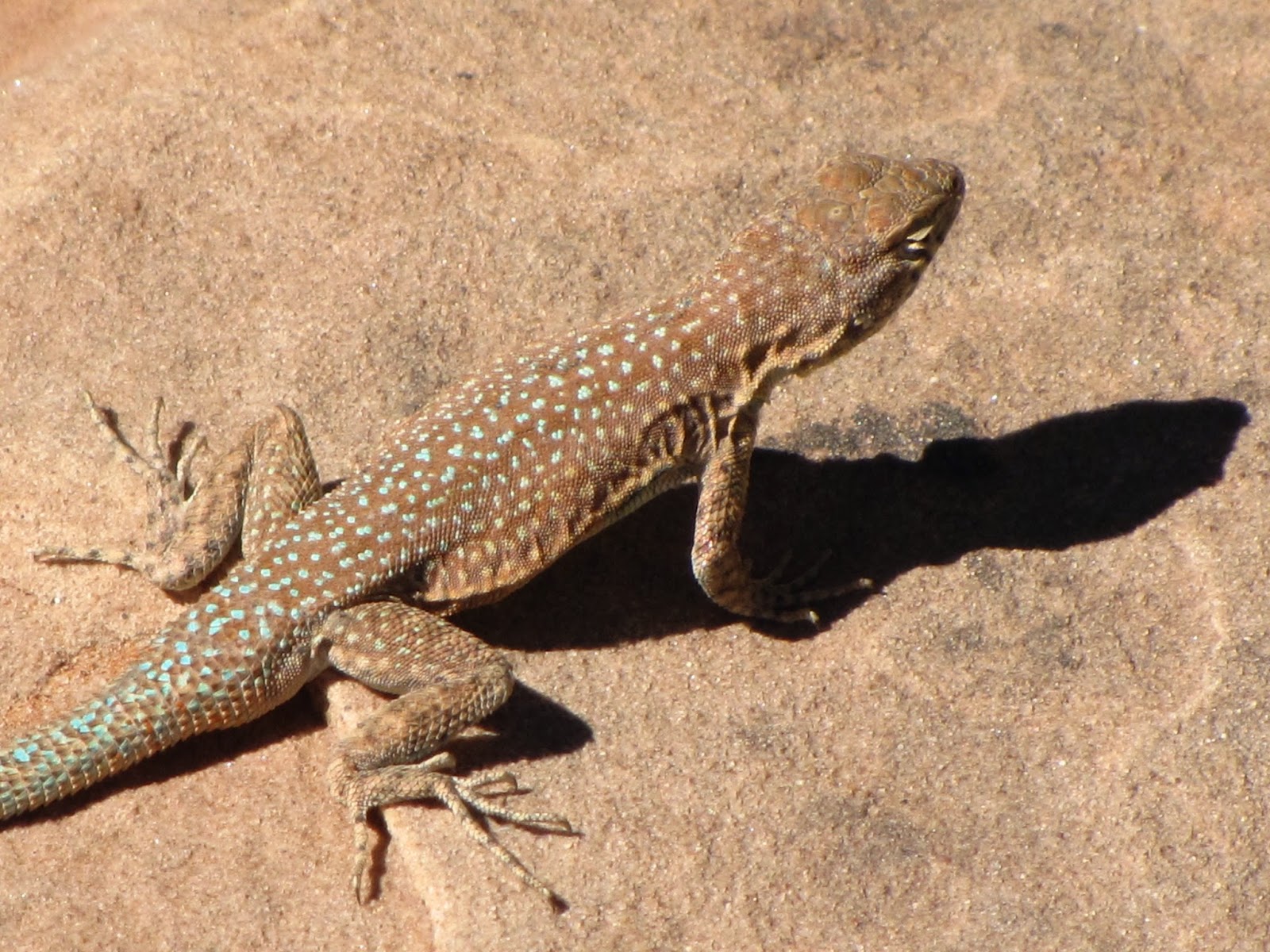 An Apel a Day: Arches National Park Lizards