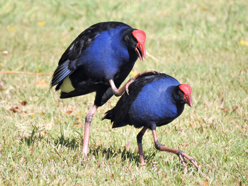 Birding - Tweed Heads - Australia: Tweed Bird List with Photos