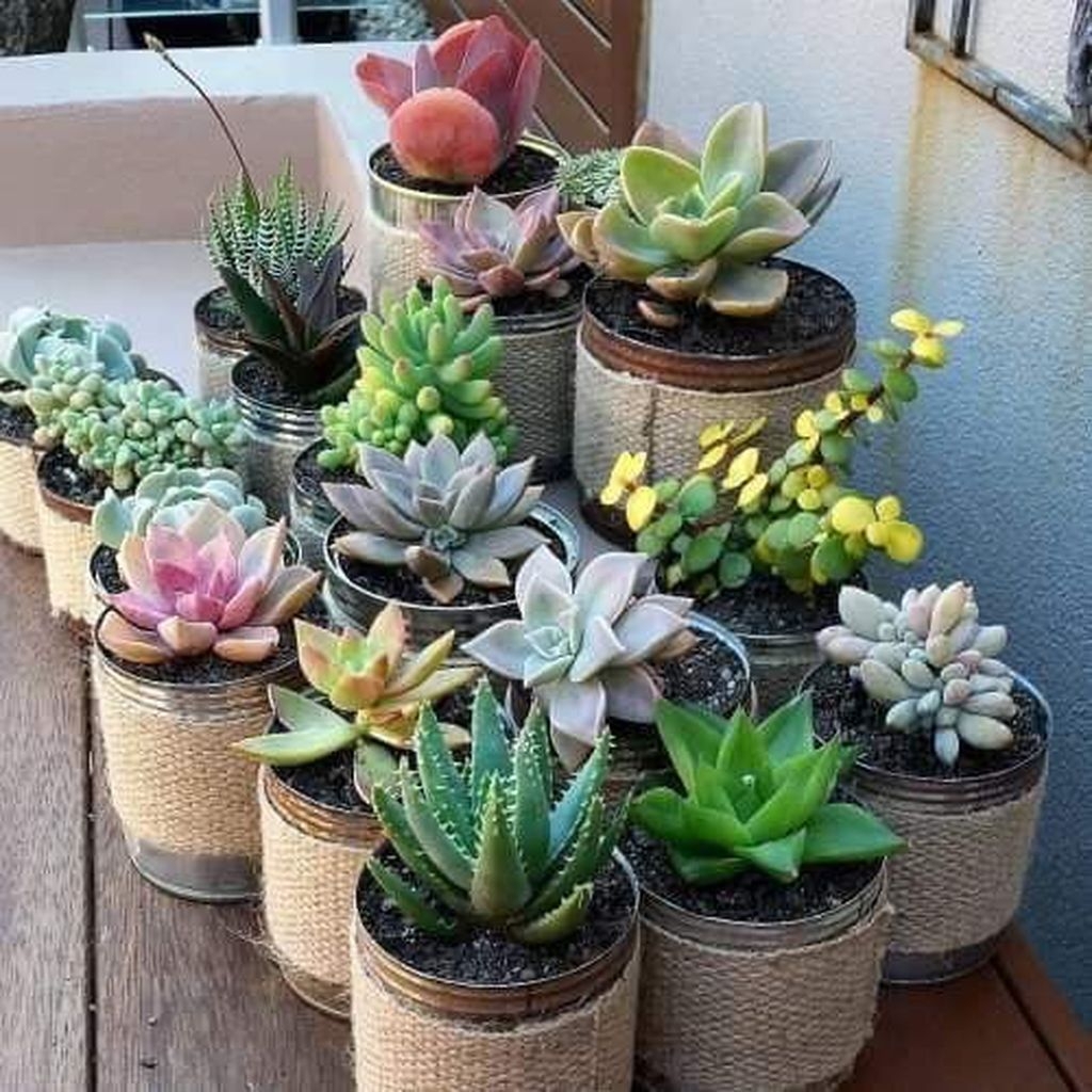 48 Cute Small Cactus Ideas To Maximize Your Interior Design | ARA HOME