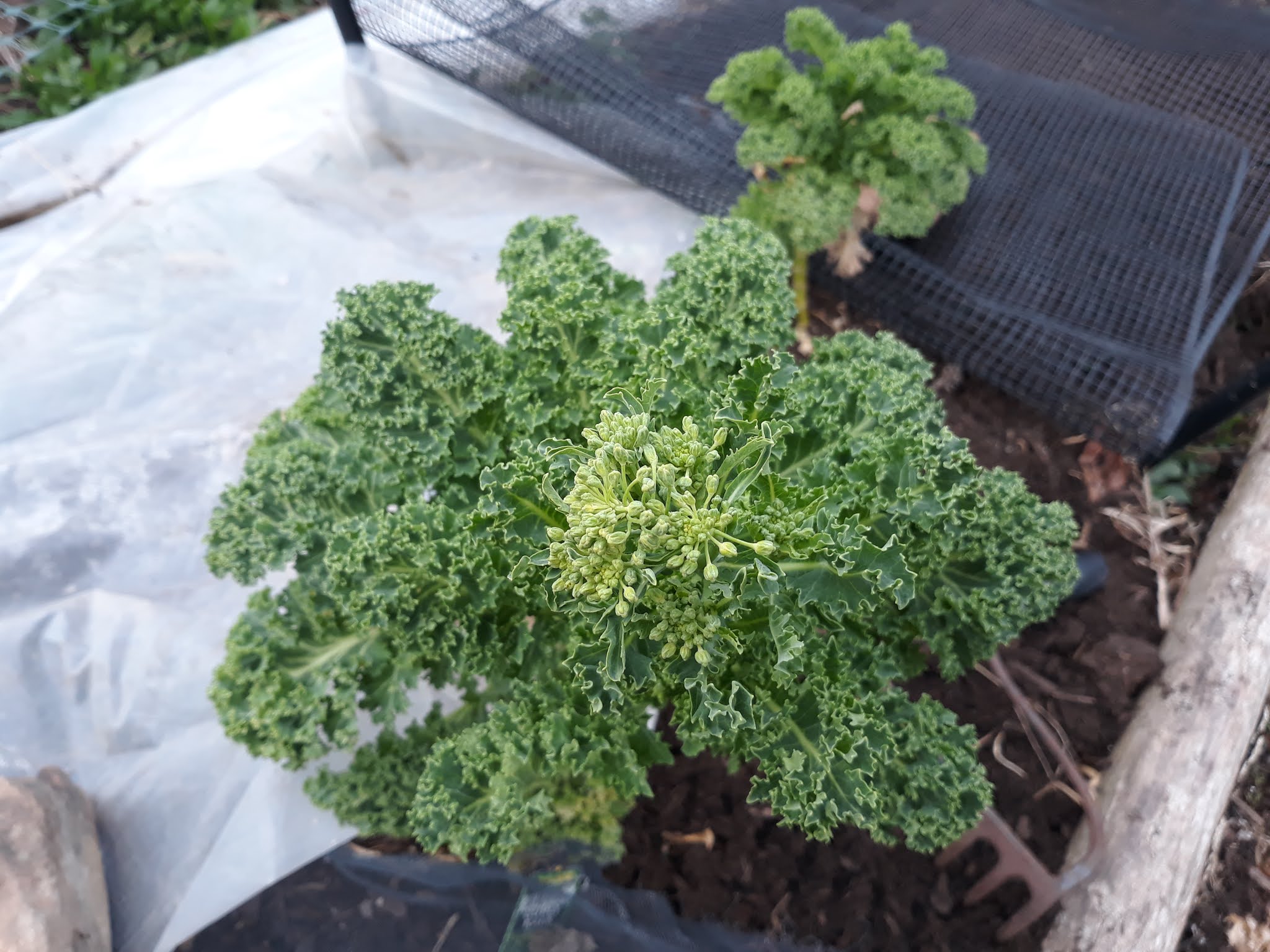 Vegans Living Off the Land