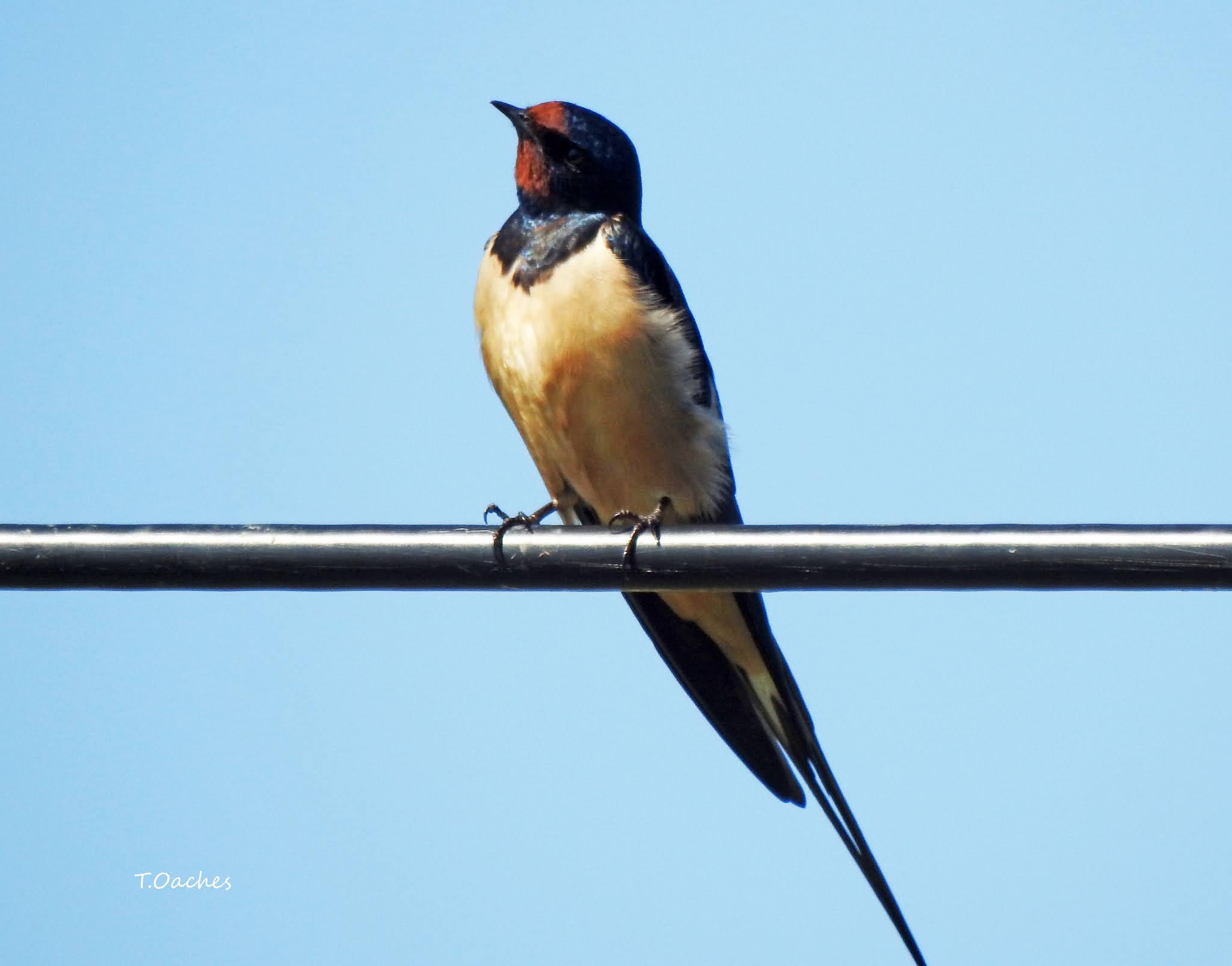 PASARI DIN ROMANIA: RANDUNICA, Hirundo rustica