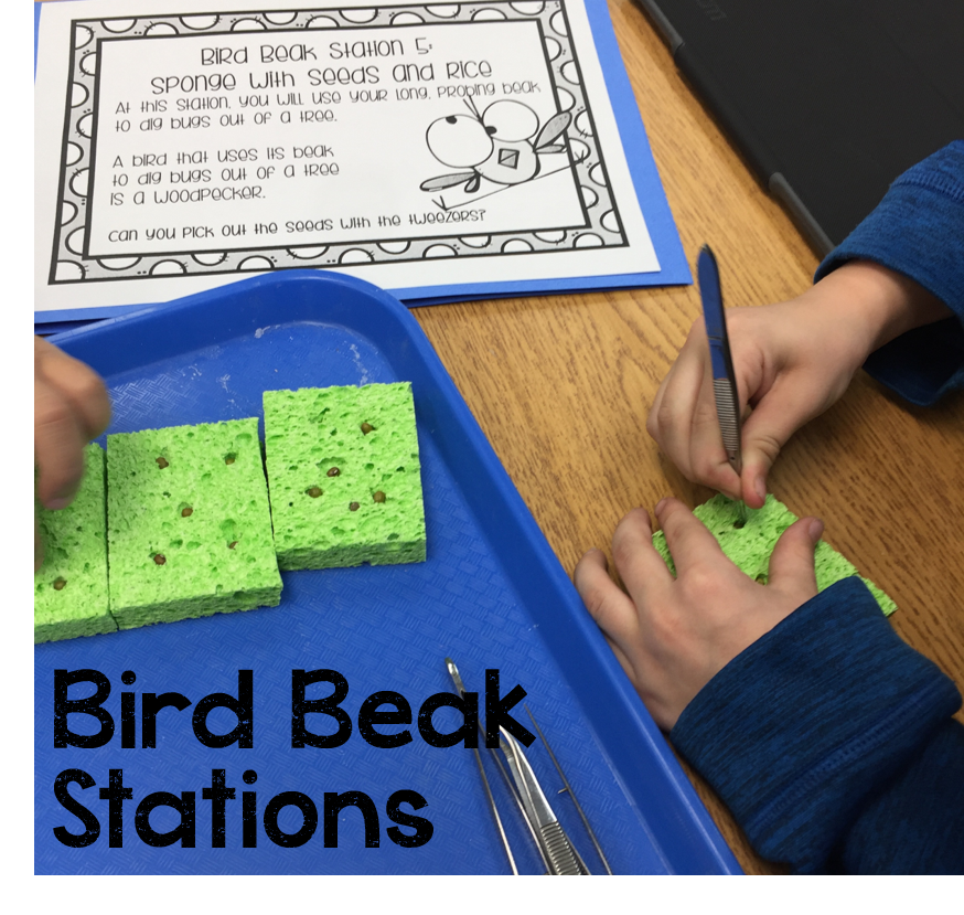Bird Beak Stations - The Science School Yard