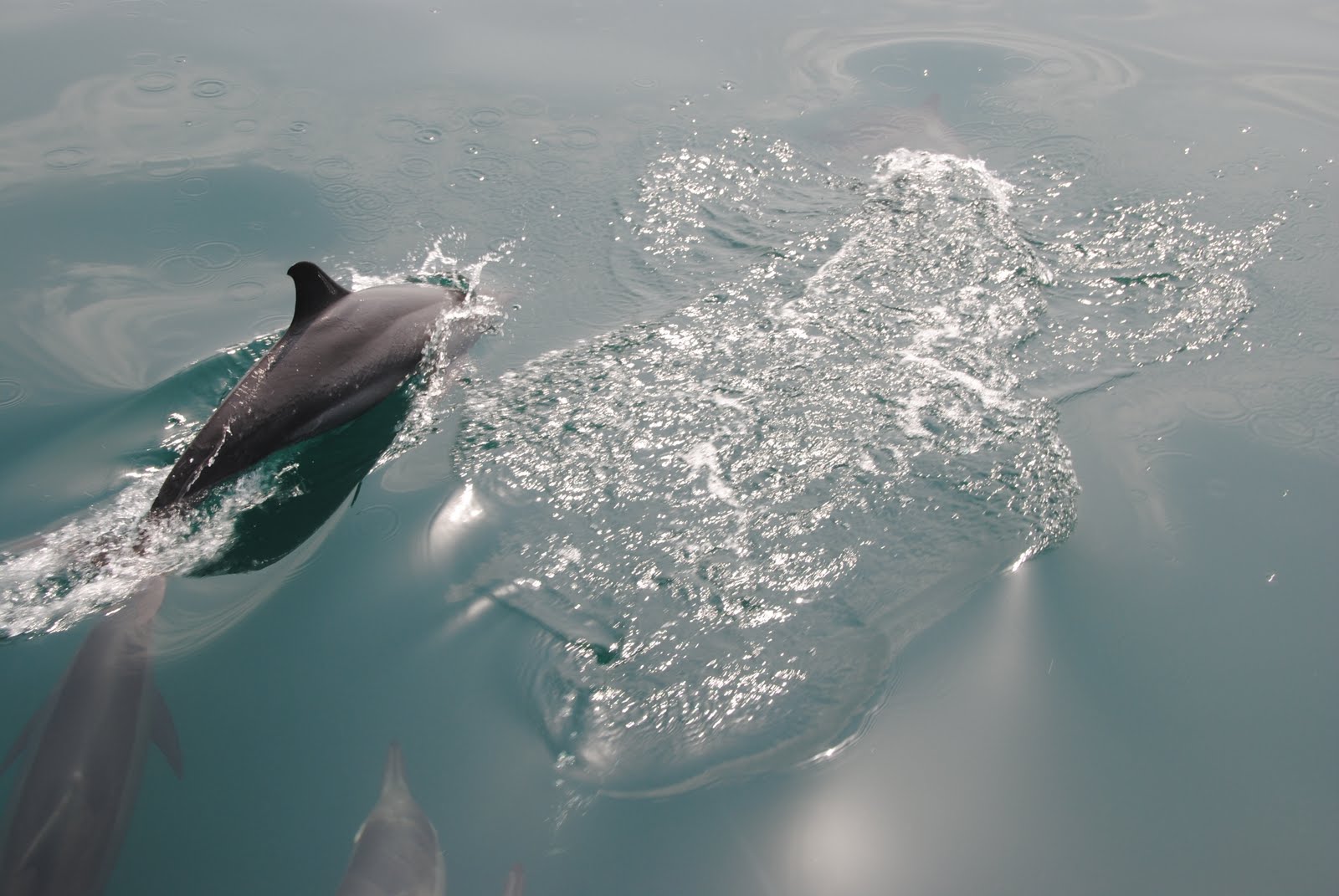 Les Crespi à DJIBOUTI: Journée sur l'île de Maskali