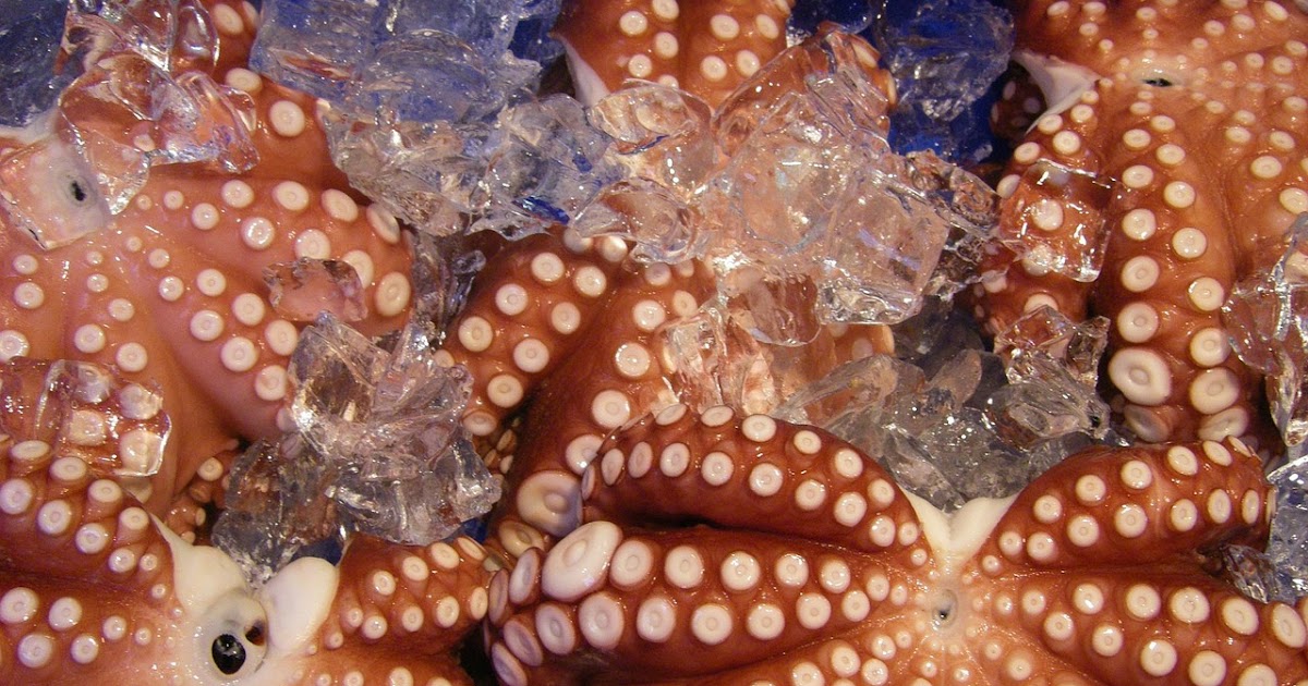 OS: ¿Como es el proceso de pota congelada para exportación?