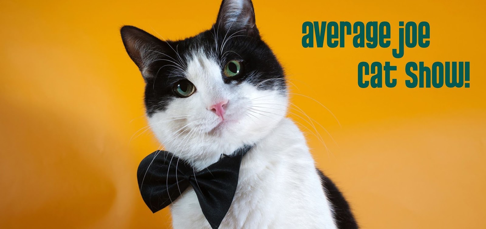 Shoreline Area News: Average Joe Cat Show in Shoreline May 7