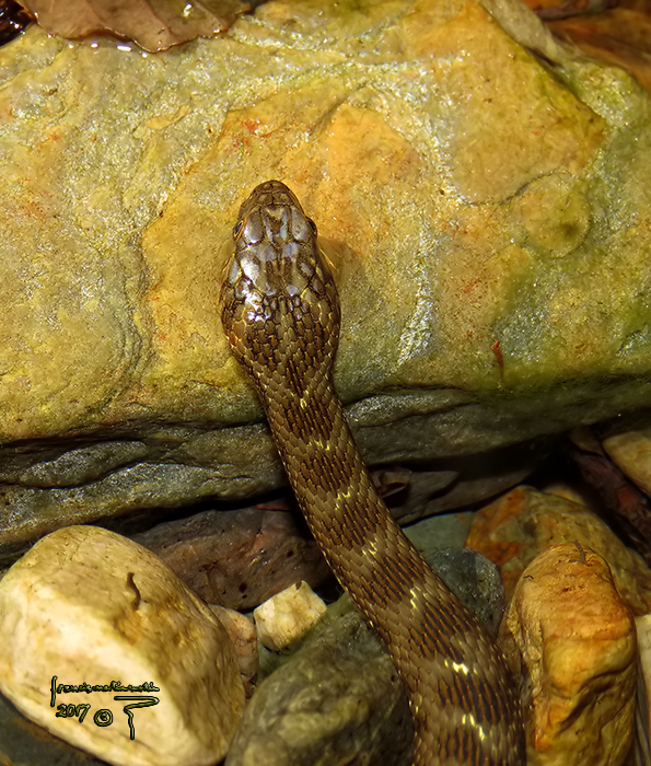 Savia y latidos en la Naturaleza: Culebra viperina (Natrix maura ...