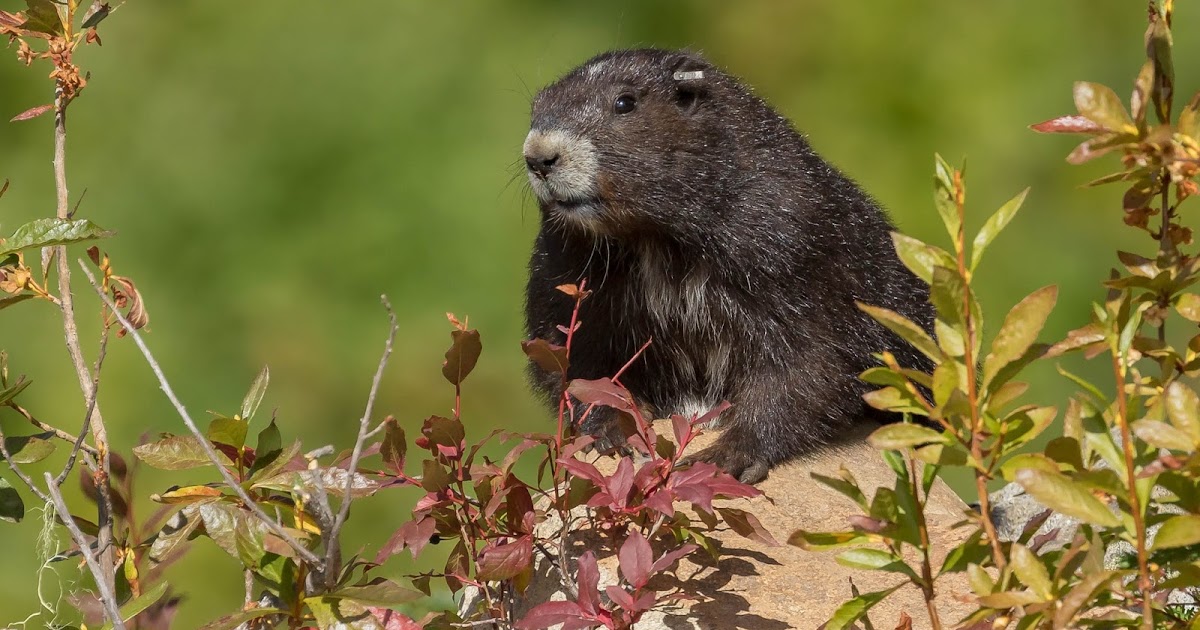 VANCOUVER ISLAND MARMOTS!!!!!!!!!