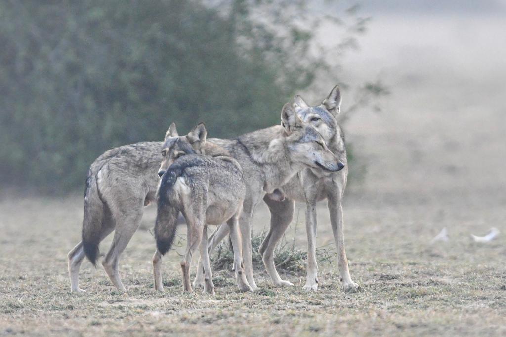 Thar: la fauna del desierto más desconocido.