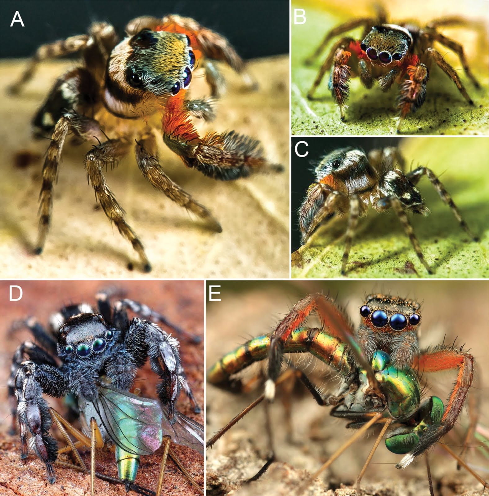 Species New to Science: [Arachnida • 2019] The Brushed Jumping Spiders ...