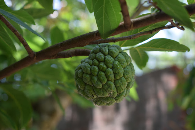 Neua (ନେଉଆ) or Custard Apple